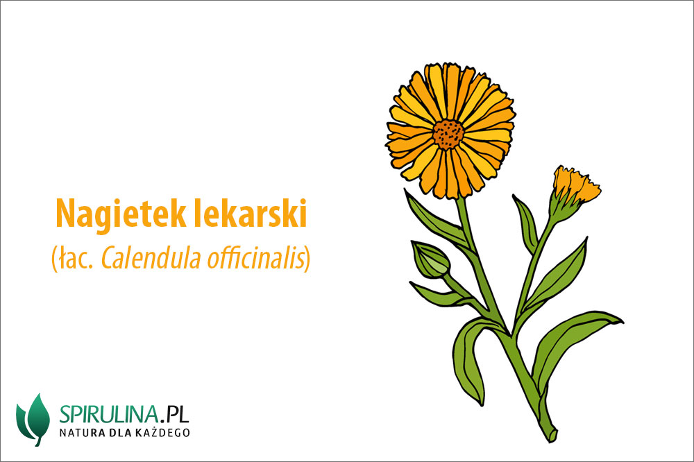 Nagietek lekarski - algi Spirulina i Chlorella