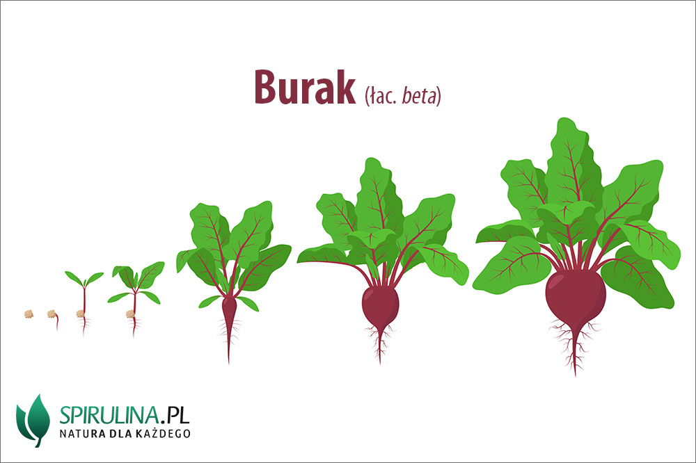 Burak - algi Spirulina i Chlorella Burak - algi Spirulina i Chlorella
