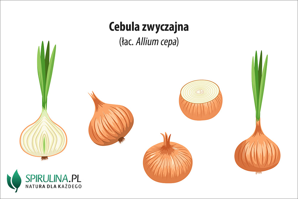 Cebula - algi Spirulina i Chlorella