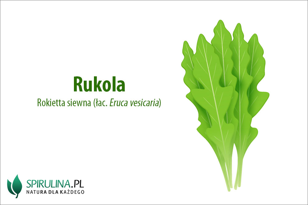 Rukola - jak wpływa na nasze zdrowie? - algi Spirulina i Chlorella