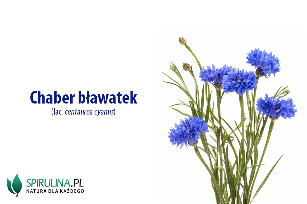 Bławatek - właściwości i zastosowanie - algi Spirulina i Chlorella