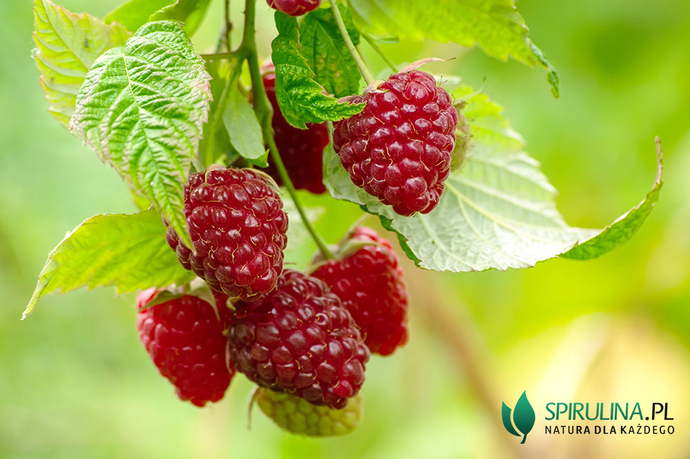 Maliny - jak wpływają na nasze zdrowie? - algi Spirulina i Chlorella