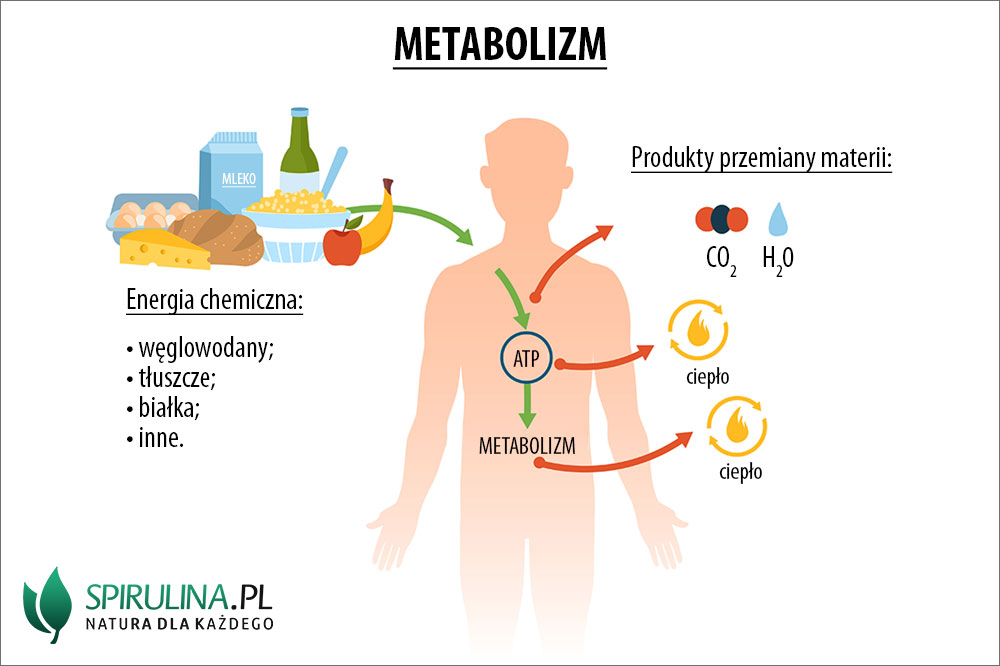 Metabolizm - jak działa? - algi Spirulina i Chlorella