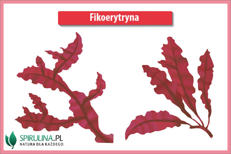 Fikoerytryna - algi Spirulina i Chlorella