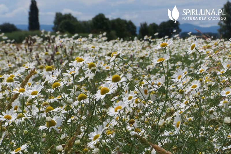 Maruna bezwonna - algi Spirulina i Chlorella