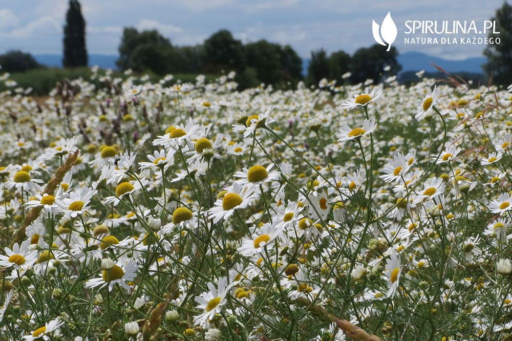 Maruna bezwonna - algi Spirulina i Chlorella