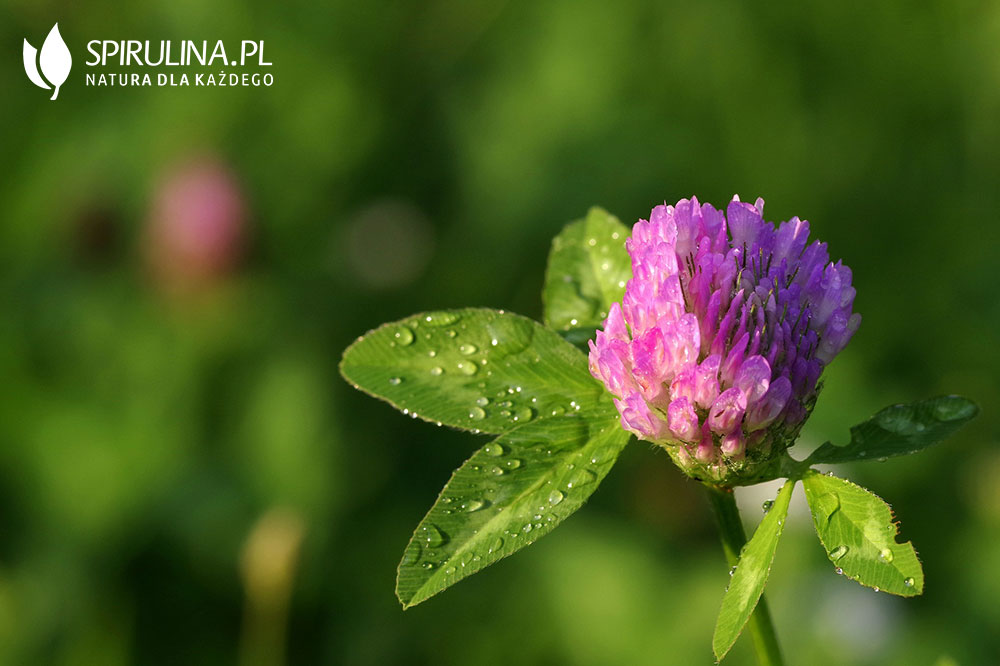 Koniczyna polna - algi Spirulina i Chlorella