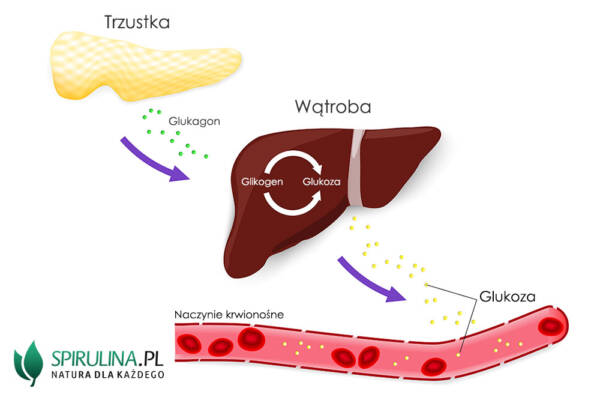 Glikogen - algi Spirulina i Chlorella