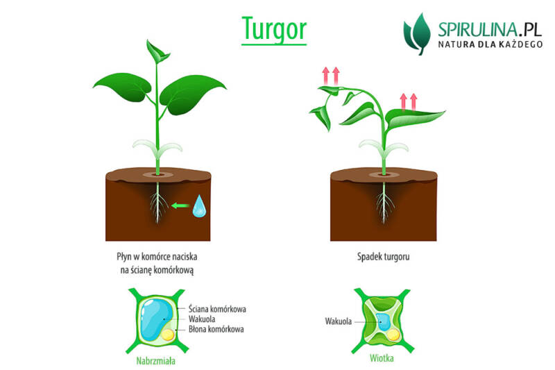 Turgor - algi Spirulina i Chlorella