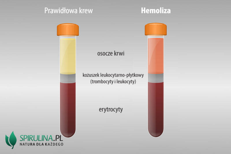 Hemoliza - algi Spirulina i Chlorella