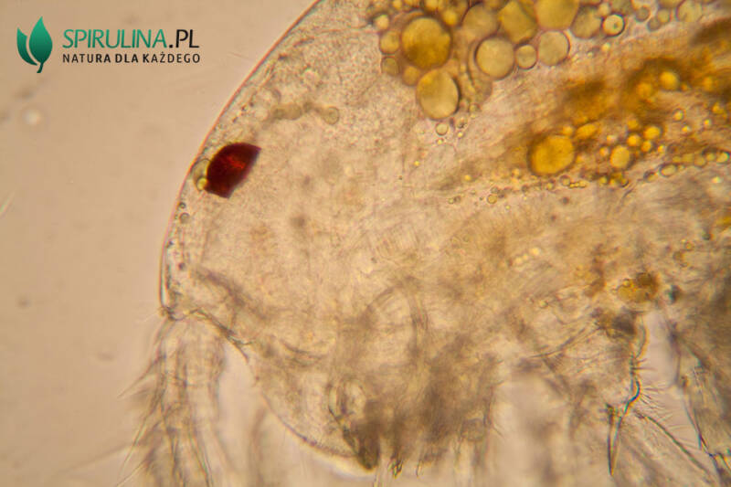 Złote algi - algi Spirulina i Chlorella
