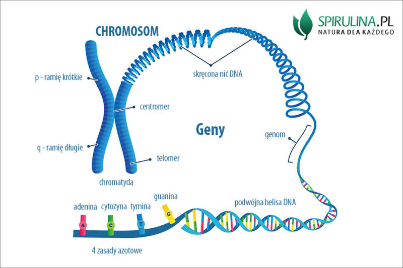 Chromosom - algi Spirulina i Chlorella