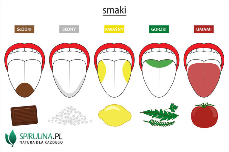 Umami - algi Spirulina i Chlorella