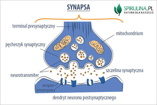 Synapsa - algi Spirulina i Chlorella