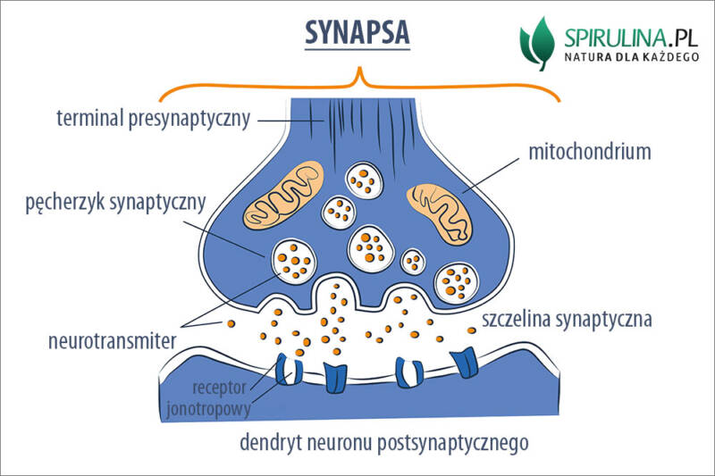 Synapsa - algi Spirulina i Chlorella