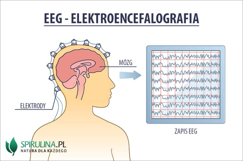 EEG (Elektroencefalografia) - algi Spirulina i Chlorella