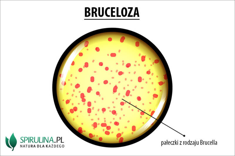 Bruceloza - algi Spirulina i Chlorella
