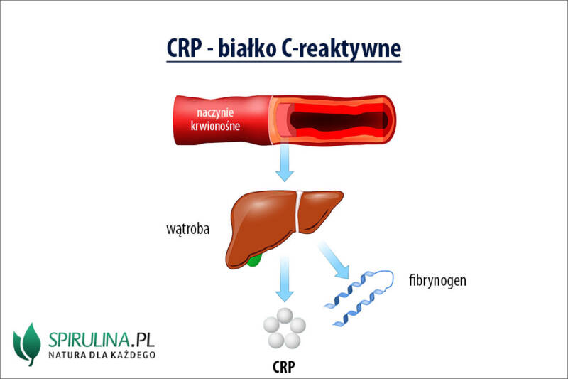 CRP - algi Spirulina i Chlorella