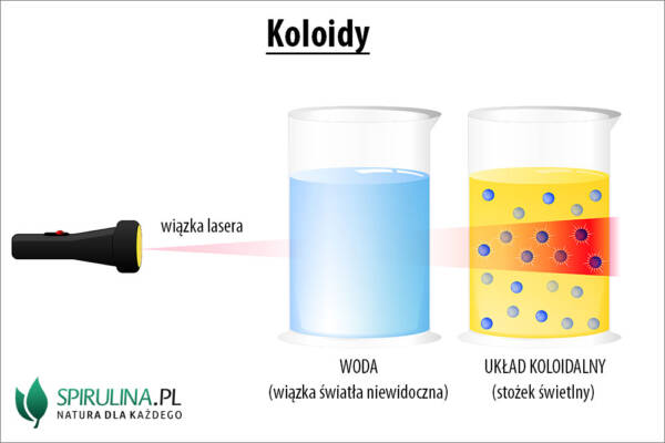 Koloidy - algi Spirulina i Chlorella