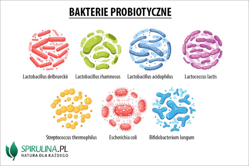 Bakterie probiotyczne - algi Spirulina i Chlorella