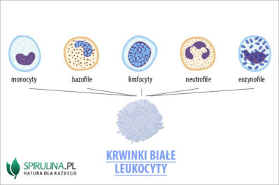 Krwinki białe - algi Spirulina i Chlorella
