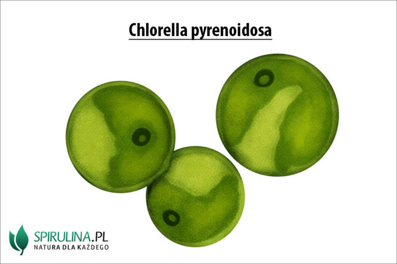 Chlorella pyrenoidosa - algi Spirulina i Chlorella