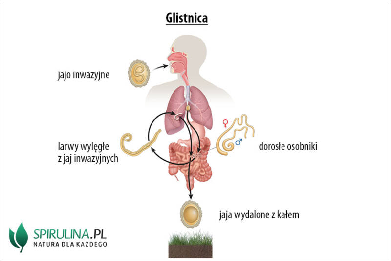 Glistnica - algi Spirulina i Chlorella