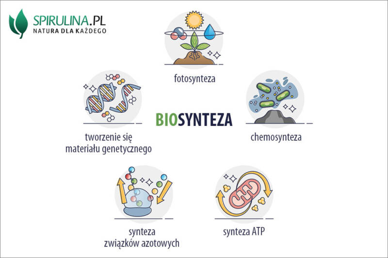 Biosynteza - algi Spirulina i Chlorella