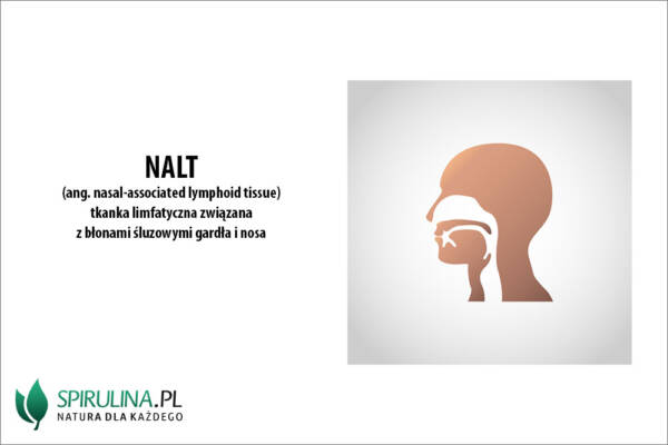 NALT - algi Spirulina i Chlorella