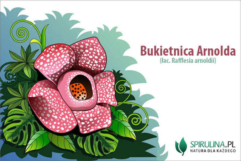 Bukietnica Arnolda - algi Spirulina i Chlorella