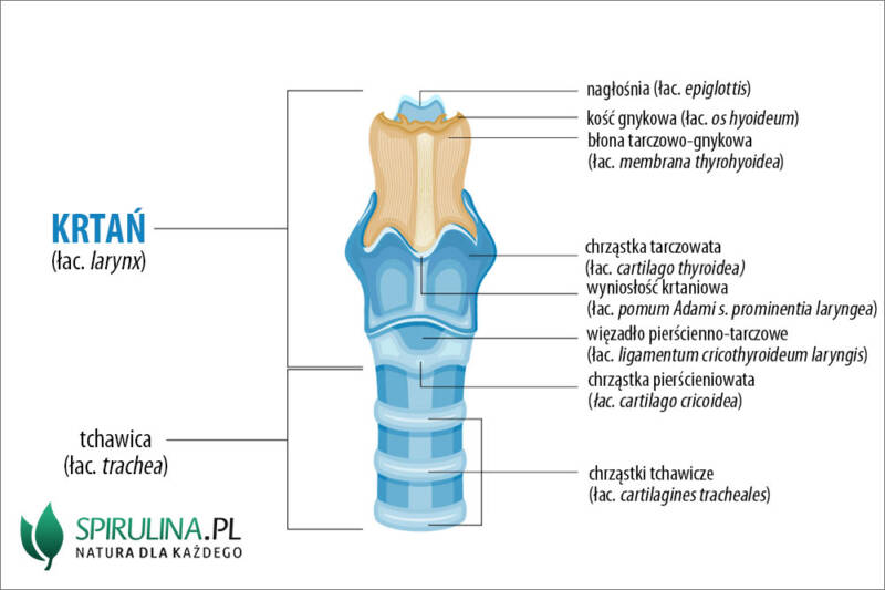 Krtań - algi Spirulina i Chlorella