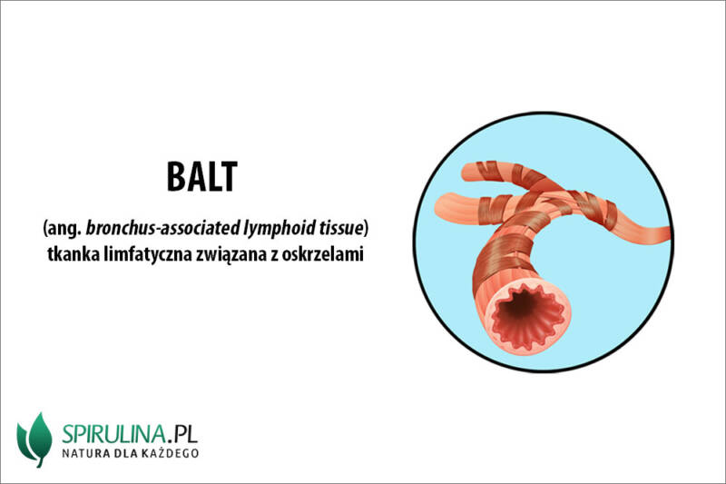 BALT - algi Spirulina i Chlorella