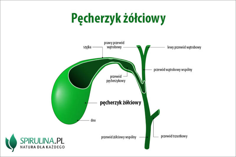 Pęcherzyk żółciowy - algi Spirulina i Chlorella