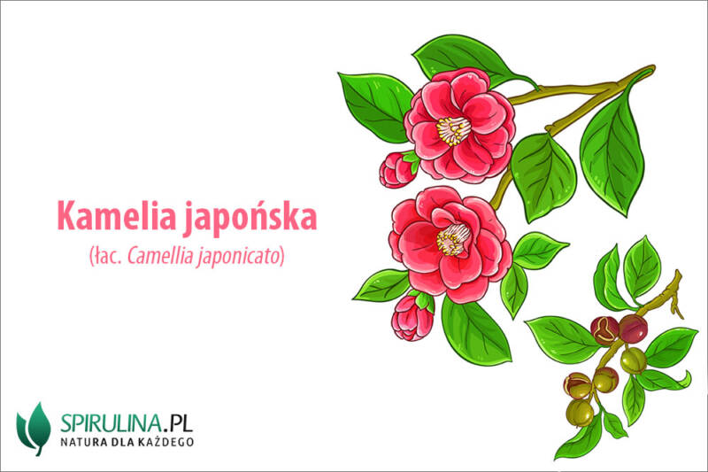 Kamelia japońska - algi Spirulina i Chlorella