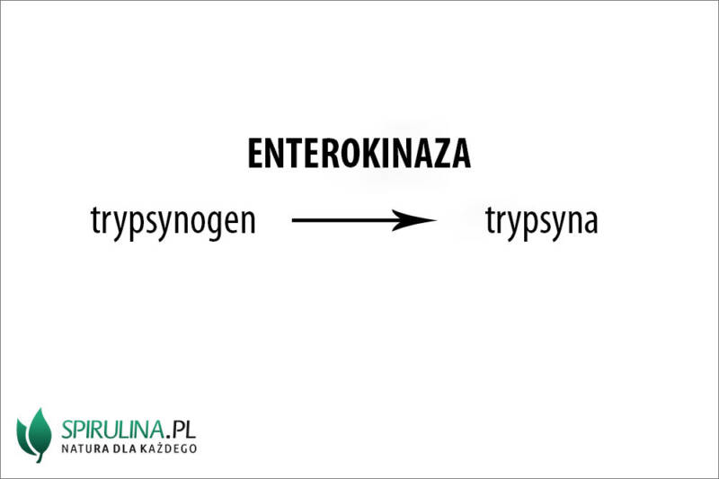 Enterokinaza - algi Spirulina i Chlorella