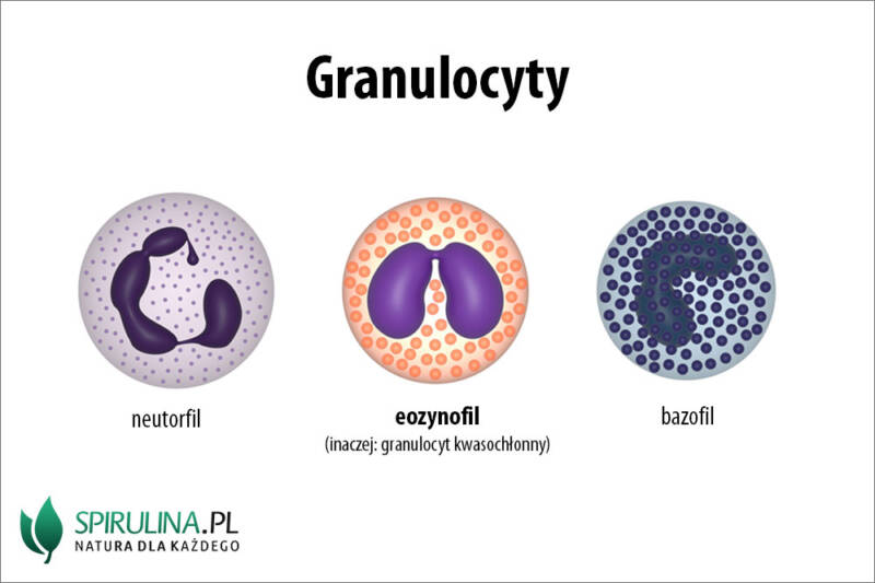 Eozynofile - algi Spirulina i Chlorella