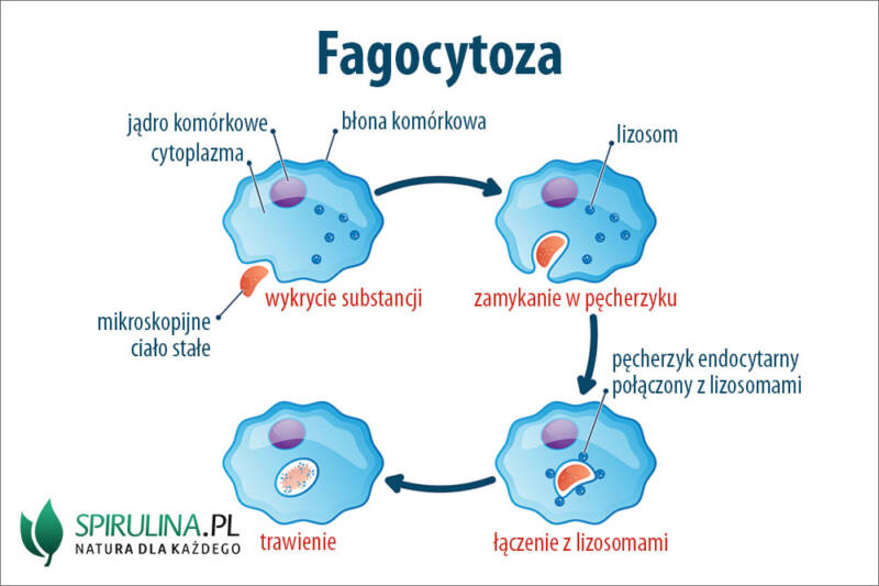 Fagocytoza - algi Spirulina i Chlorella