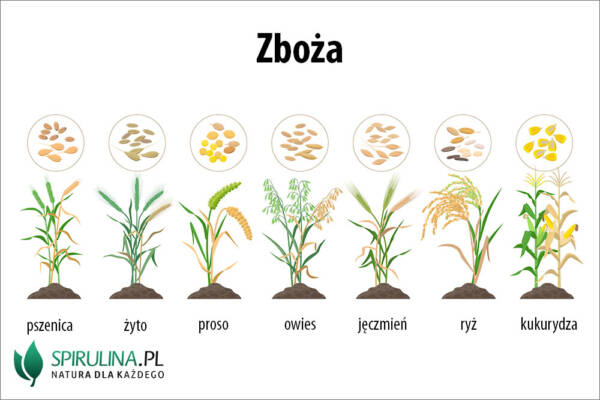 Zboża - algi Spirulina i Chlorella