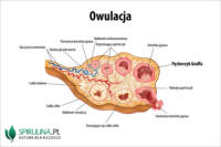 Pęcherzyk Graafa - algi Spirulina i Chlorella