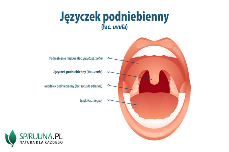 Języczek podniebienny - algi Spirulina i Chlorella