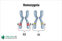 Homozygota - algi Spirulina i Chlorella
