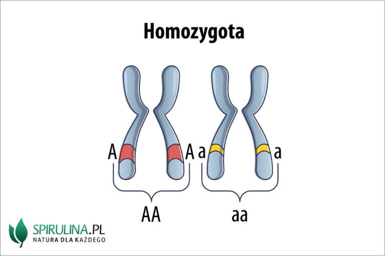 Homozygota - algi Spirulina i Chlorella