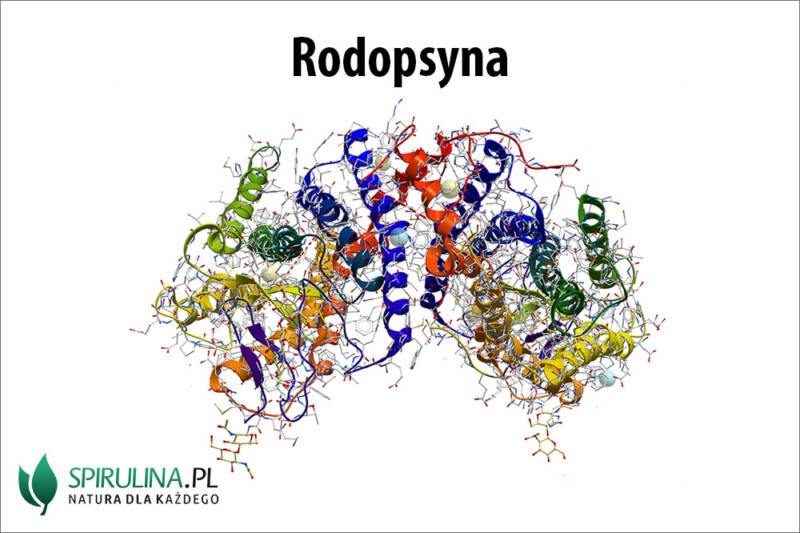 Rodopsyna - algi Spirulina i Chlorella