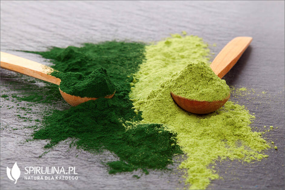 Młody jęczmień i Chlorella - algi Spirulina i Chlorella