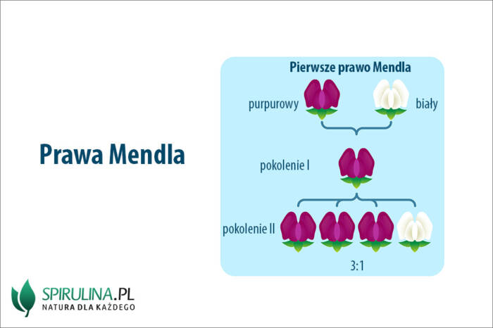 Prawa Mendla - algi Spirulina i Chlorella