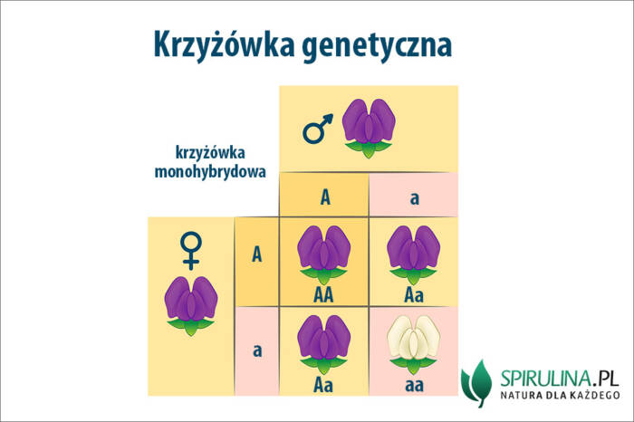 Krzyżówka genetyczna - algi Spirulina i Chlorella