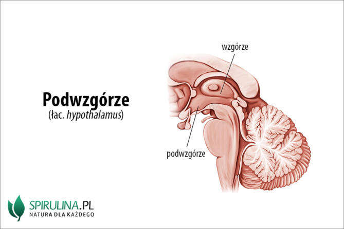 Podwzgórze - algi Spirulina i Chlorella