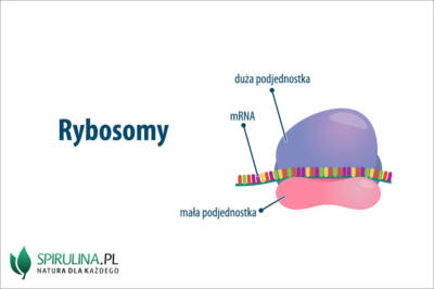 Rybosomy - algi Spirulina i Chlorella