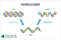 Translacja - algi Spirulina i Chlorella